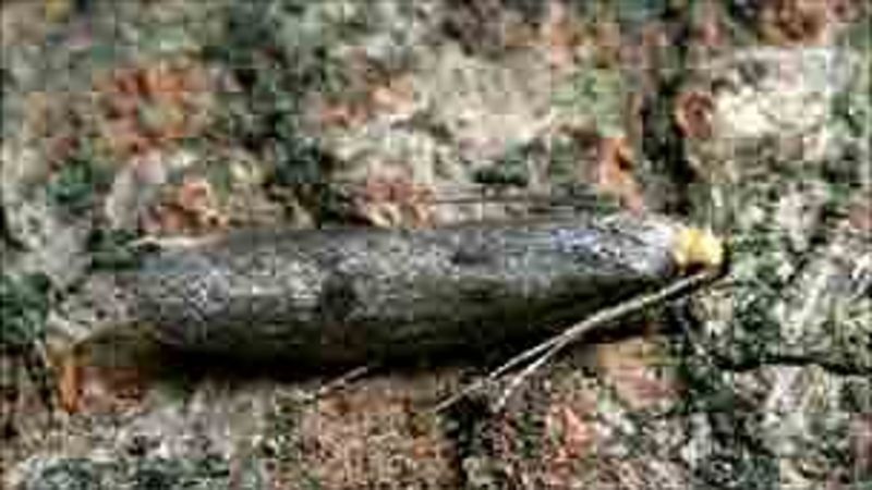 Rare moth seen in protected woodland in Norfolk - BBC News