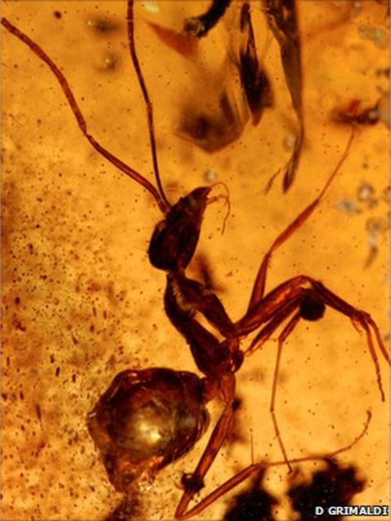 Ancient bugs found in 50-million-year-old Indian amber - BBC News