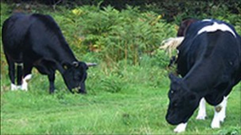 Government to sell off rare Shetland Cattle herd - BBC News