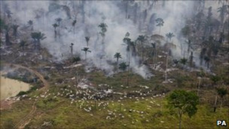Brazil: Amazon rainforest deforestation rises sharply - BBC News