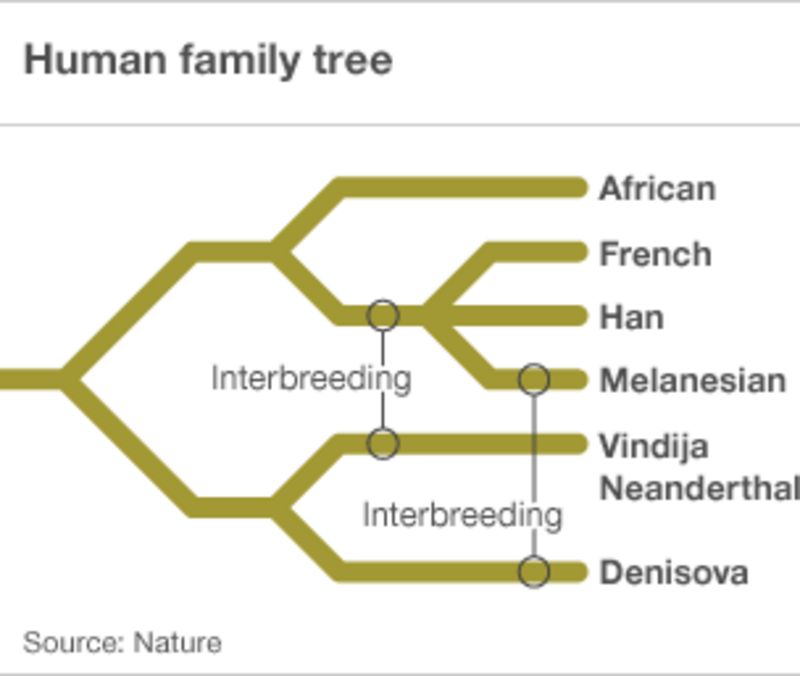 Neanderthal sex boosted immunity in modern humans - BBC News