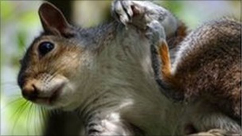 NI red squirrels face second outbreak of fatal pox - BBC News