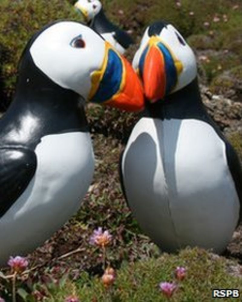 200 puffin decoys to lure birds back to Ramsey Island - BBC News