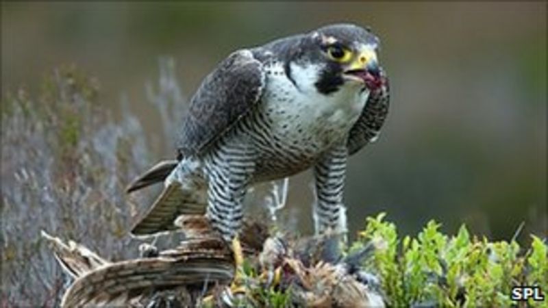 Cornwall falcon DNA database aims to prevent thefts - BBC News