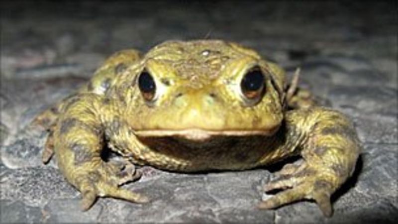 Wiltshire volunteers save hundreds of toads on road - BBC News