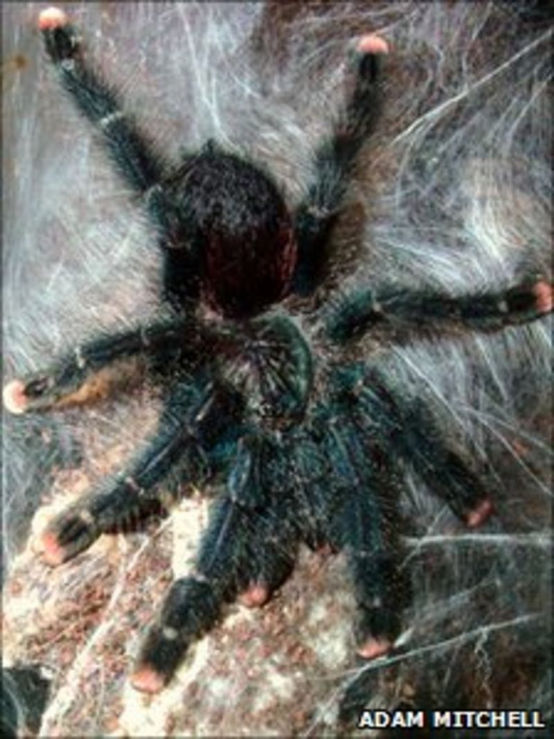 Tiny tarantulas born at Cheshire Blue Planet Aquarium - BBC News