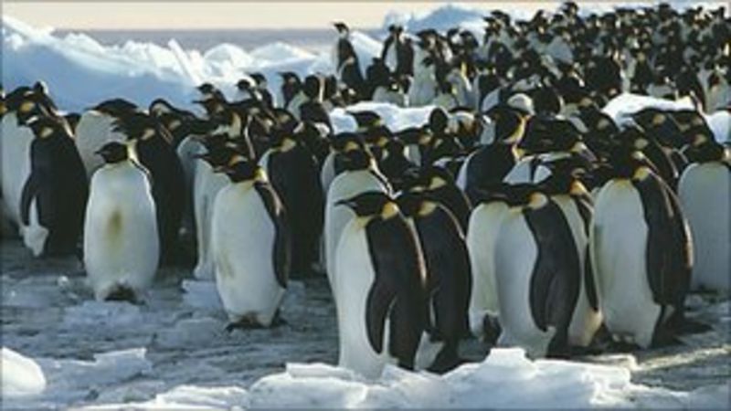 Penguin huddle secrets revealed with time lapse footage - BBC News