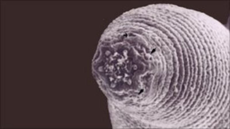 Deepest-living land animal found - BBC News