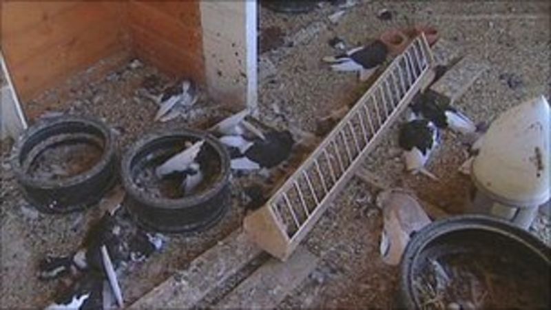 Cudworth farm raid: Pigeons slaughtered - BBC News