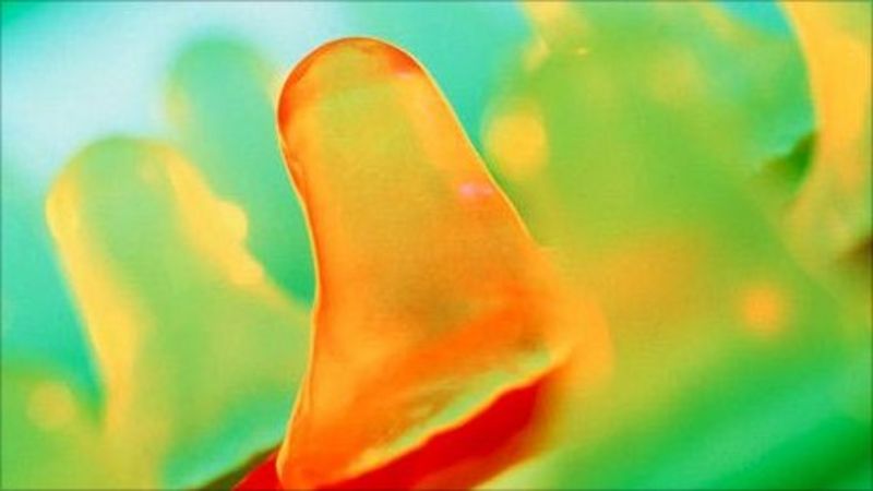 Chlamydia Vaccine Shows Promise Bbc News