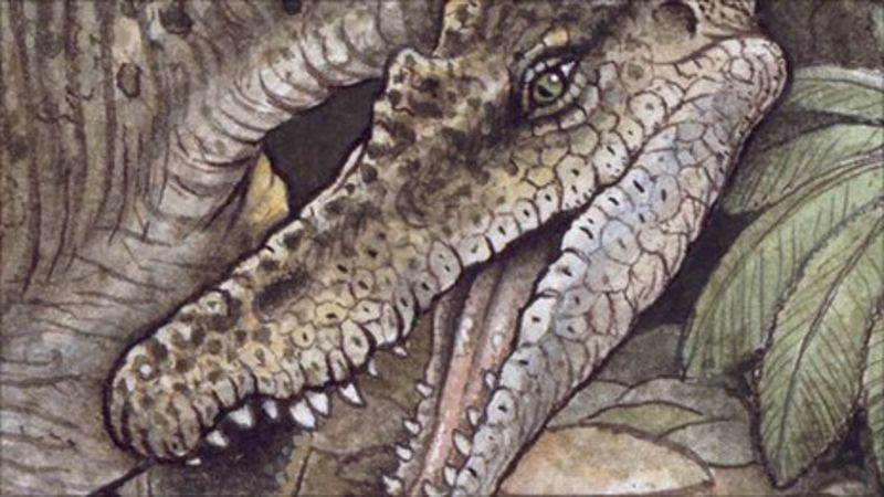 Elaphrosaur: Rare dinosaur identified in Australia - BBC News