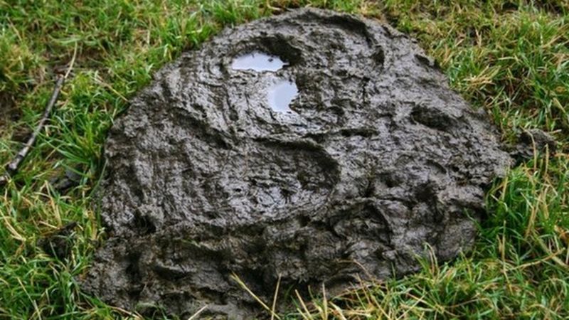 Poo quiz - BBC Newsround