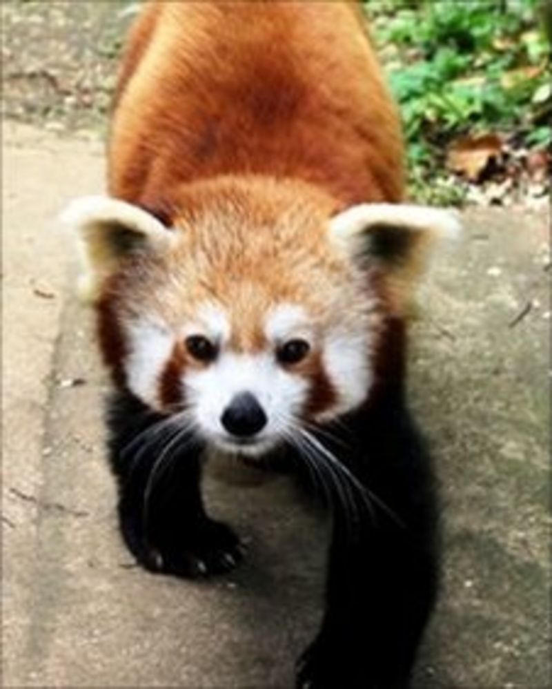 Bristol Zoo red panda gets mate to boost breeding - BBC News