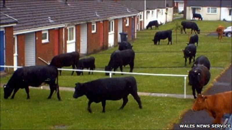 Runaway cow herd takes over Tredegar street - BBC News