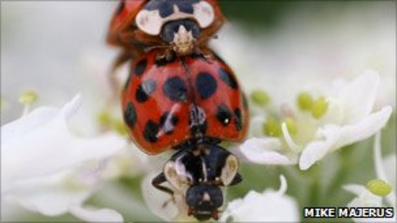 Ladybird infestations 'doubled' say Birmingham pest controllers - BBC News