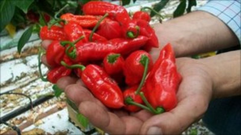 'Hottest' high street chilli is grown in Bedfordshire - BBC News
