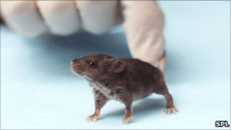 Animals with human DNA - BBC News