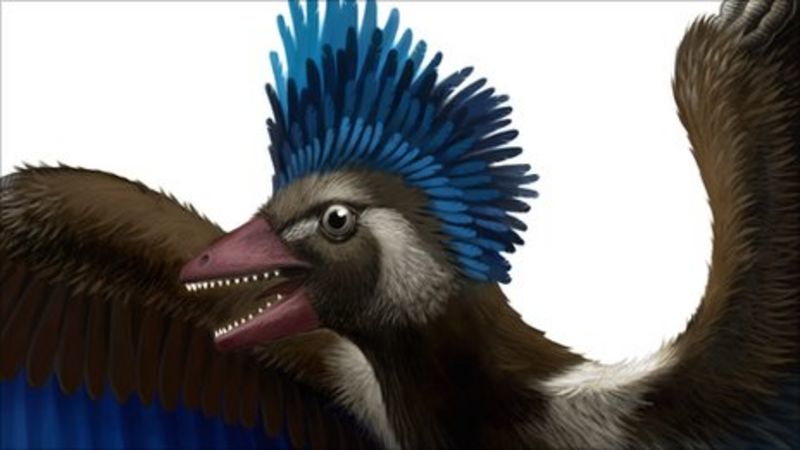 Four-winged dinosaur is 'biggest ever' - BBC News