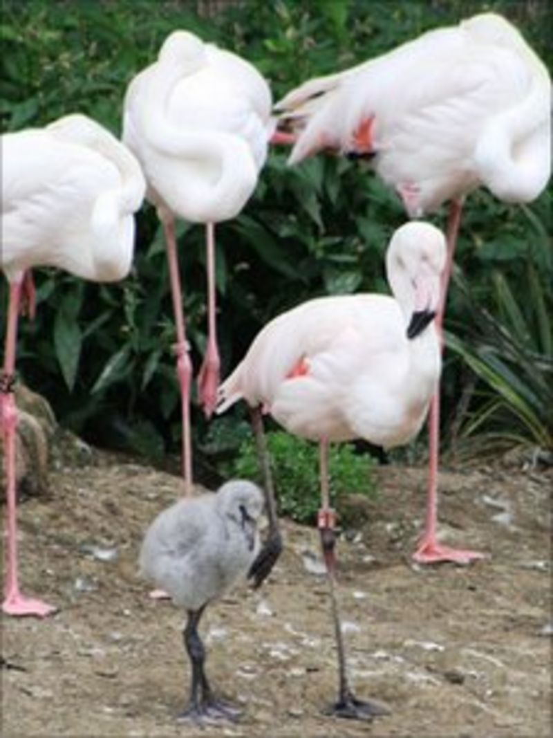 Bristol Zoo's nine baby flamingos a 'great achievement' - BBC News