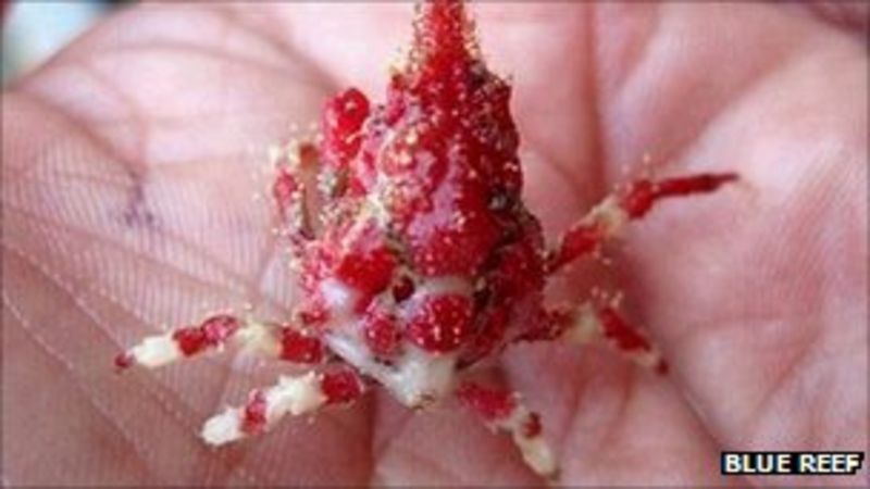 Rare crab makes appearance at Cornish aquarium - BBC News