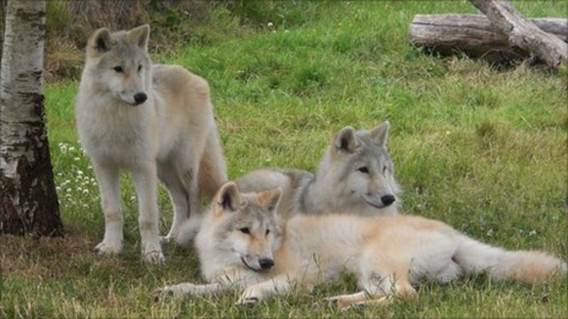 Beenham UK Wolf Conservation Trust displays Arctic wolf - BBC News