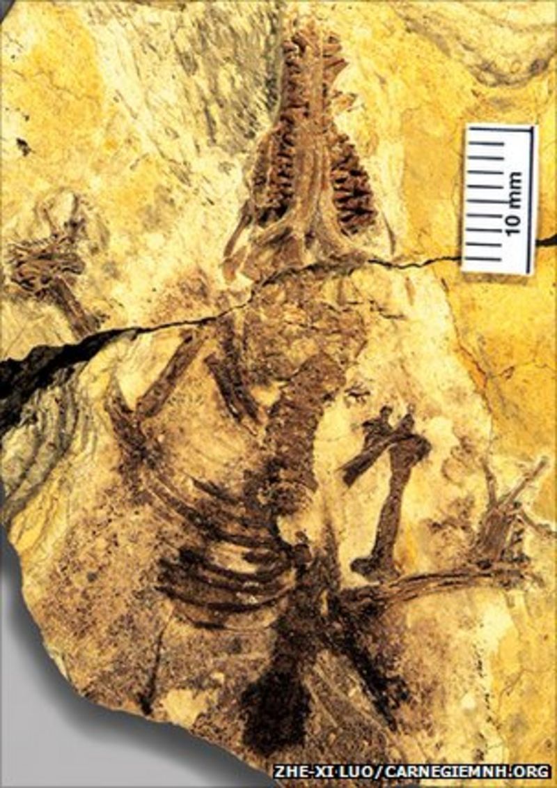 Fossil redefines mammal history - BBC News