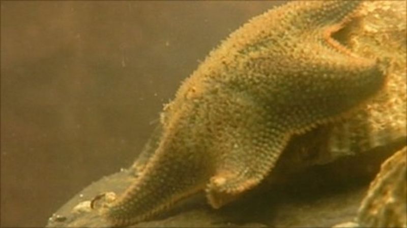 Limpet teeth set new strength record - BBC News