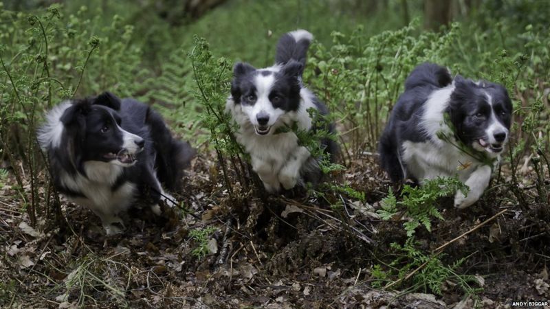 Pictures: Dog photographer of the year - BBC Newsround