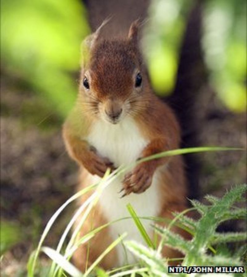 Fifty-year-old red squirrel conservation project ends - BBC News