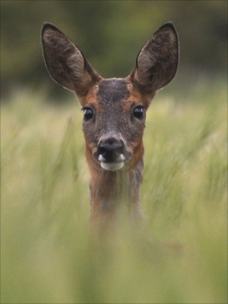 Your pictures: Wildlife - BBC News