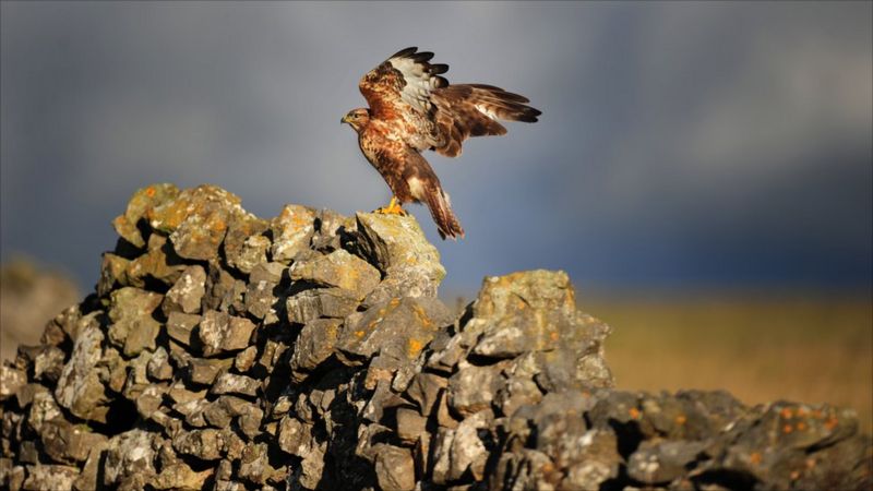 Your pictures: Wildlife - BBC News