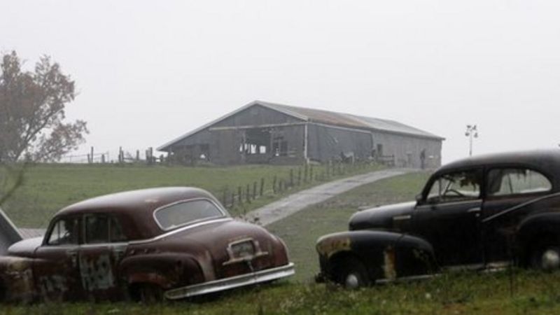 Wild animals at UK homes include lions, zebras and crocodiles - BBC News