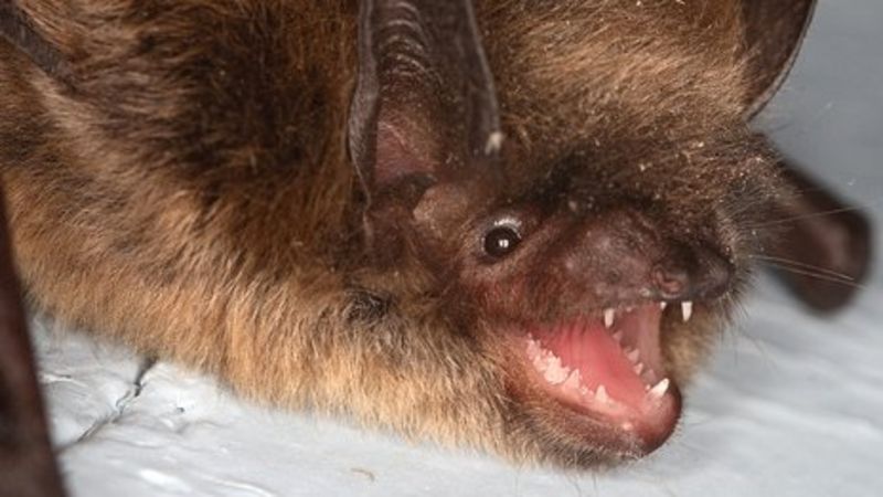 Concern as US bat-killing disease jumps to west coast - BBC News