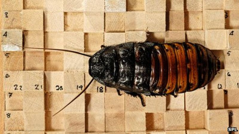 Biomimicry: Beaks on trains and flipper-like turbines - BBC News