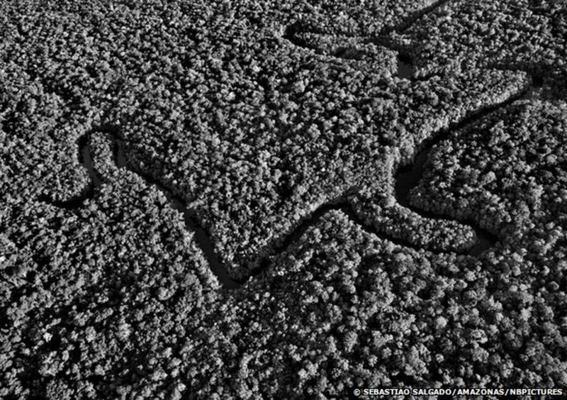 Sebastiao Salgado's Genesis project - BBC News