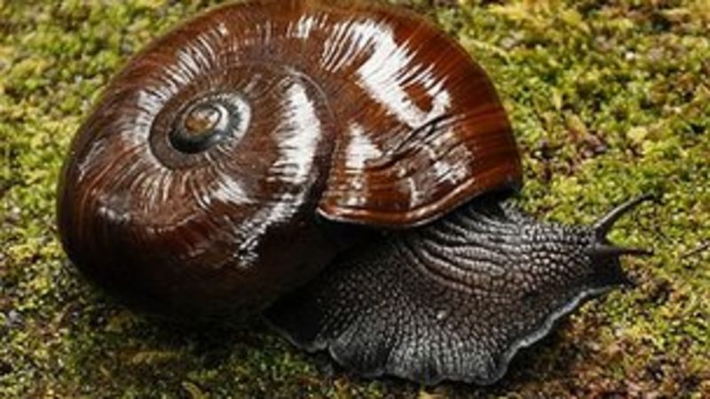 Mishap freezes to death 800 rare New Zealand snails - BBC News