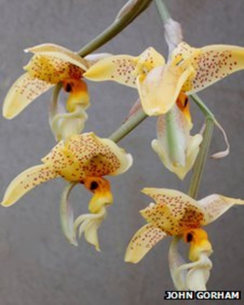 Rare orchid stanhopea blooms at Treborth Botanic Garden - BBC News