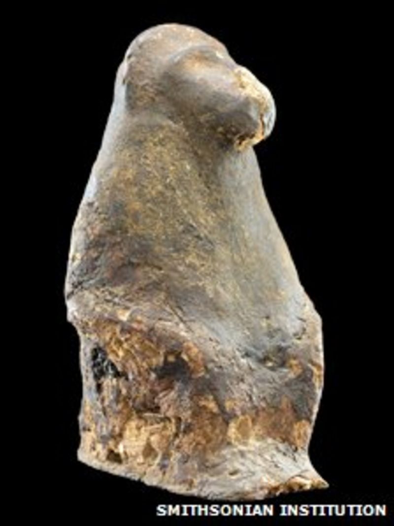 Unwrapping the ancient Egyptian animal mummy industry - BBC News