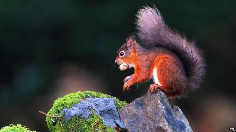 Red squirrel project in NE England gets cash boost - BBC Newsround
