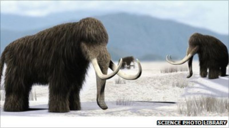 Russian scientists to attempt clone of woolly mammoth - BBC News