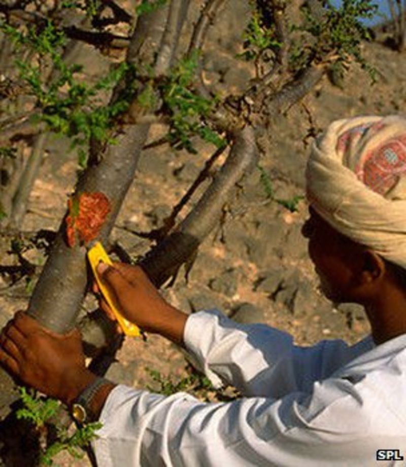 Frankincense tree facing uncertain future - BBC News