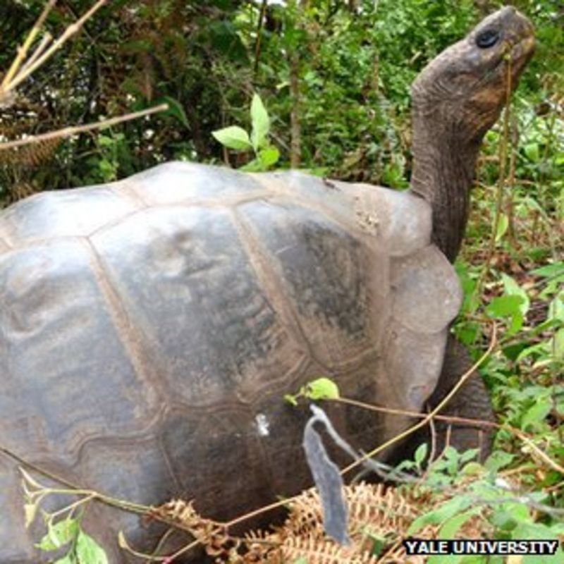 'Extinct' Galapagos tortoise may still exist - BBC News