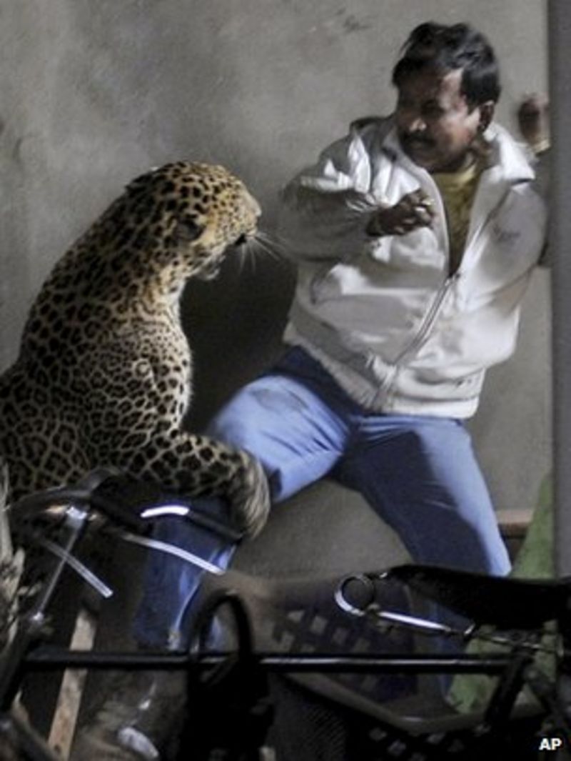 Leopard in deadly attack in Indian city of Guwahati - BBC News