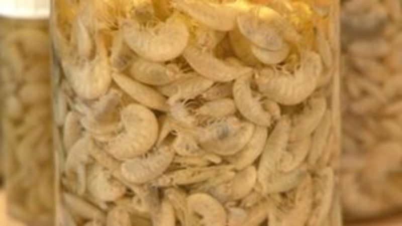 'Supergiant' crustacean found in deepest ocean - BBC News