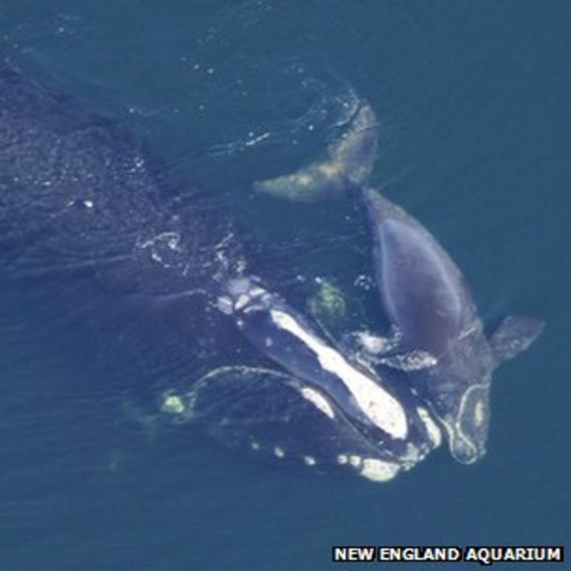 Whales 'stressed by ocean noise' - BBC News