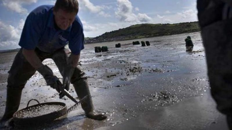 Burry Inlet cockle project to tackle 'unexplained' decline - BBC News
