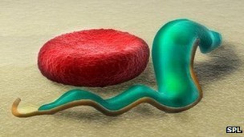 Bacteria used to fight sleeping sickness - BBC News
