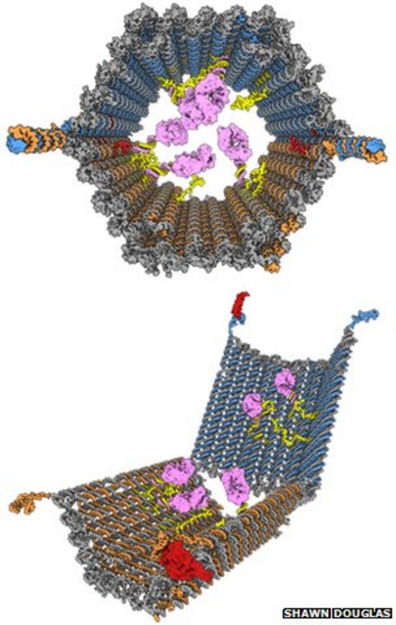 'DNA robot' targets cancer cells - BBC News
