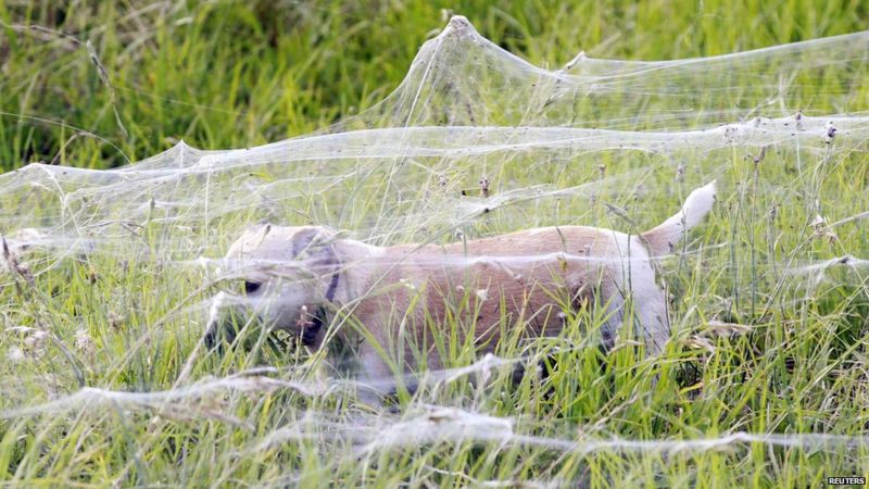 Australia floods cause huge spider webs - amazing pics - BBC Newsround