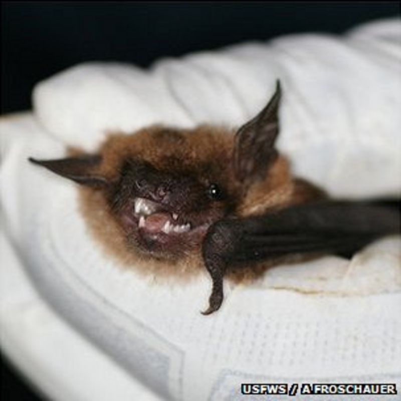White-nose syndrome in bats continues to spread - BBC News
